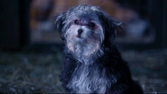 Shameless Pile of Stuff: Movie Review: Santa Buddies