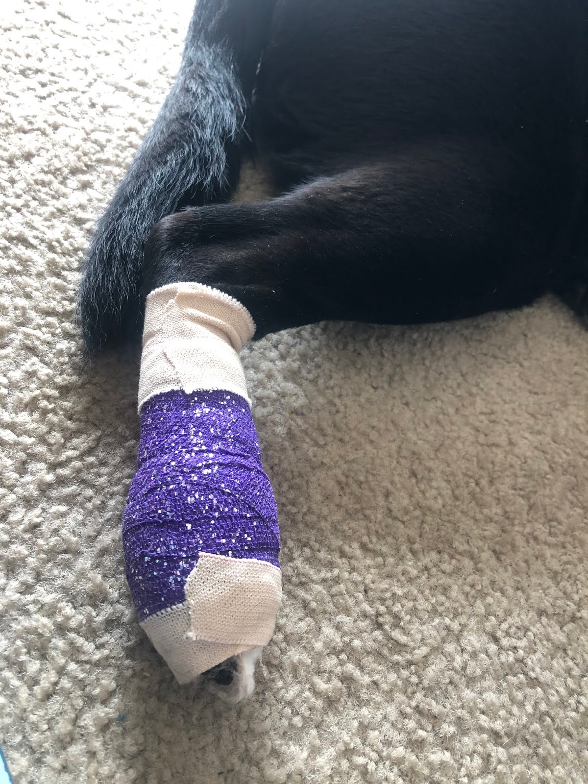 A New Day: Sweet Beast and Another Surgery