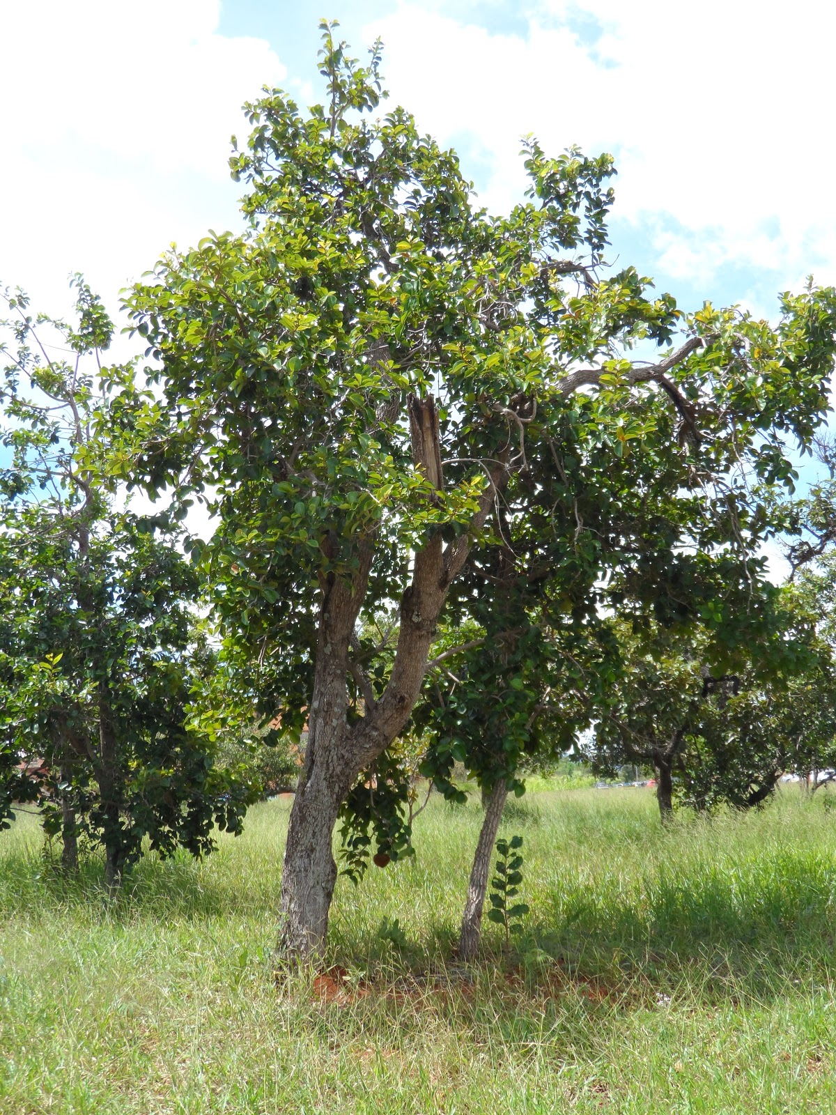 Araticum (Annona crassiflora Mart.) | A planta da vez