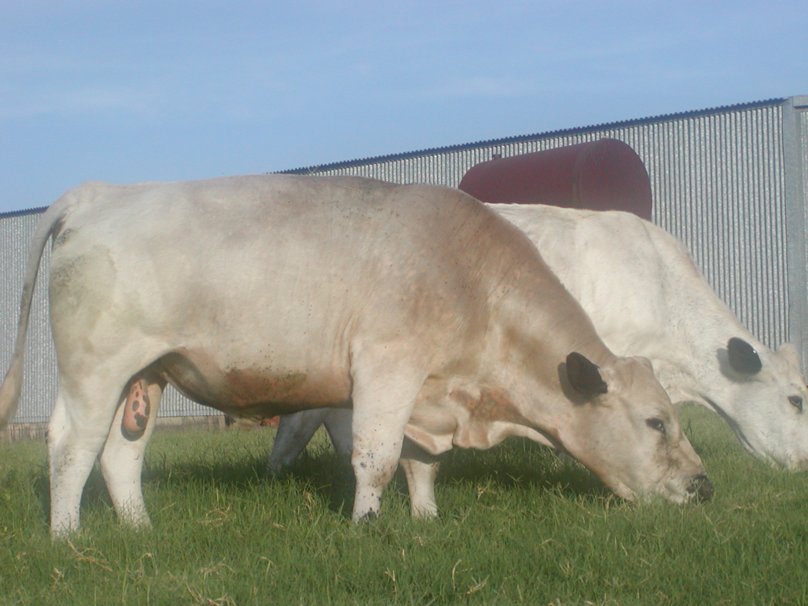 British White Cattle in Southeast Texas - JWest Cattle Company: British ...