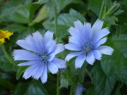 BlueBerry: Flor Azul