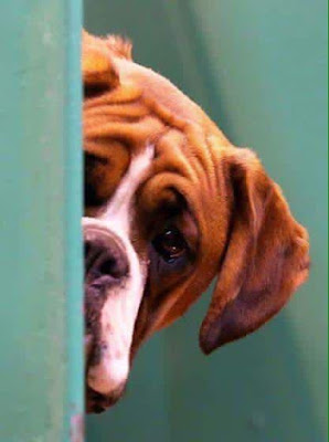 Sensaciones, sentimientos, emociones y pasiones: PESADUMBRE