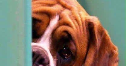 Sensaciones, sentimientos, emociones y pasiones: PESADUMBRE