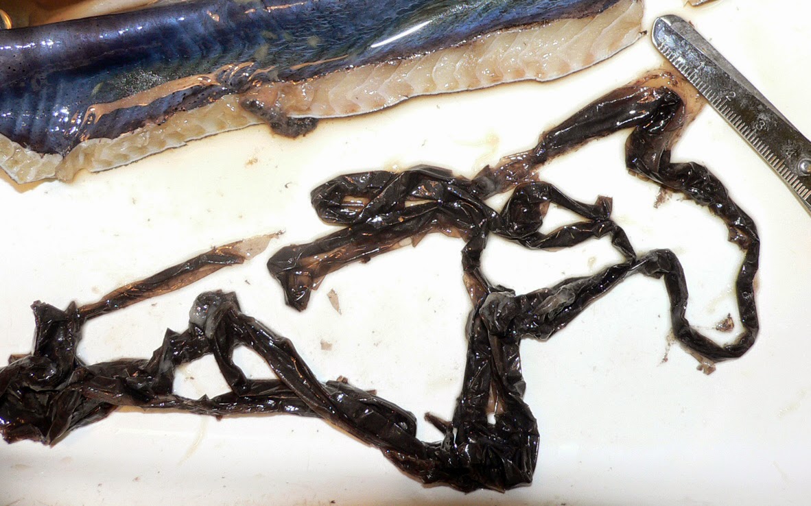 We've been expecting you Dr. Jones...: Weird things found inside the ...