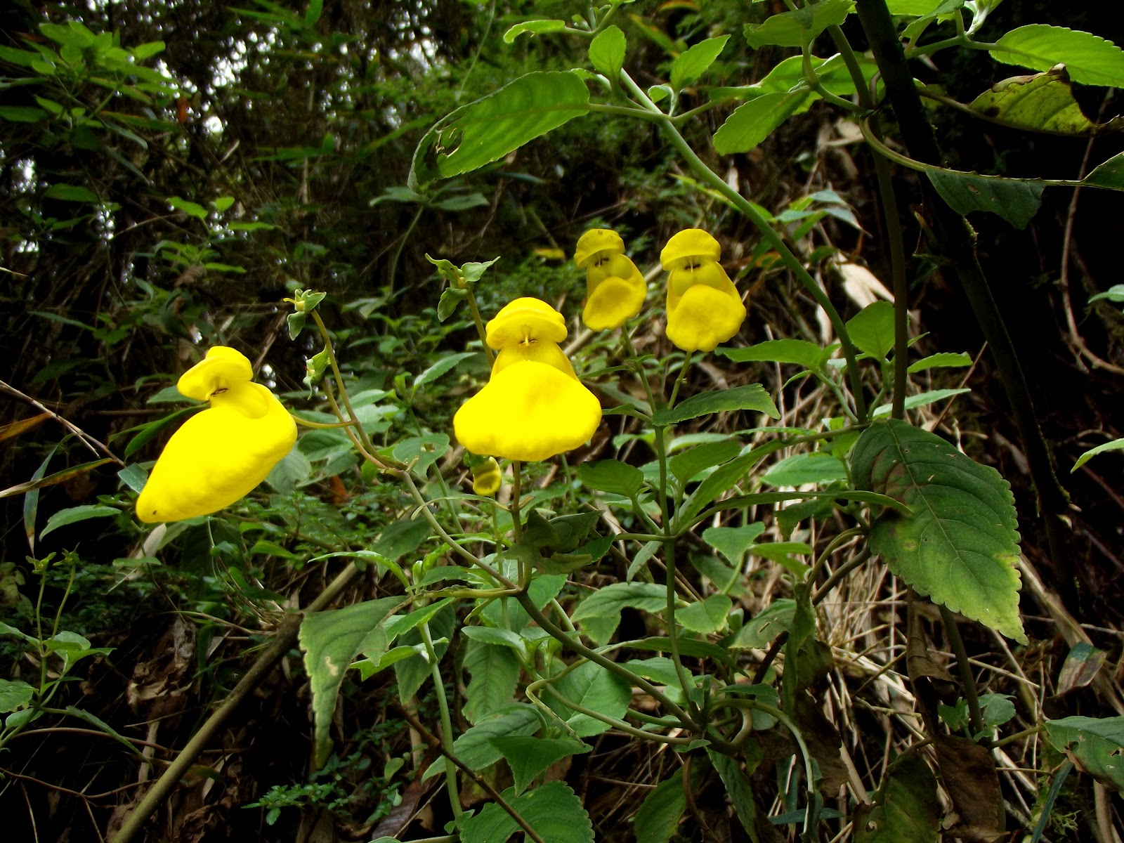 Andy's Fragments: Flowers of the Inca Trail in Peru
