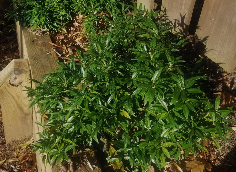 Future Plants by Randy Stewart: Sarcococca - Sweet Box