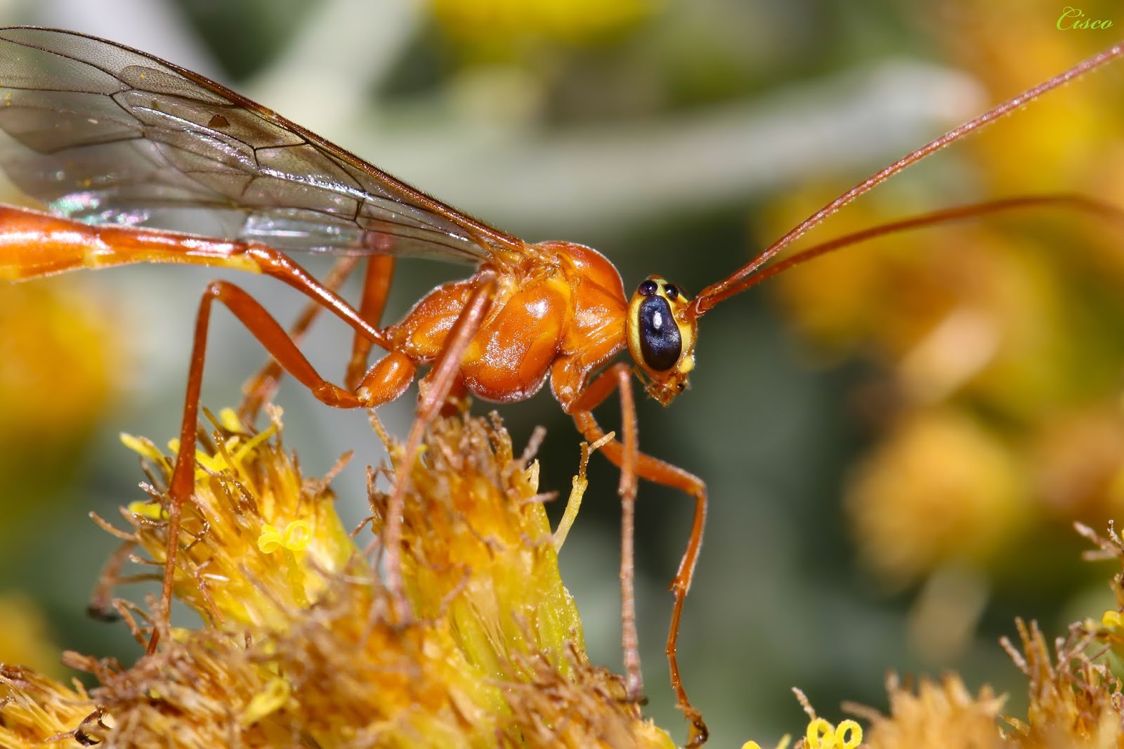 Cuaderno de campo. Naturaleza de Canarias: Enicospilus Sp.