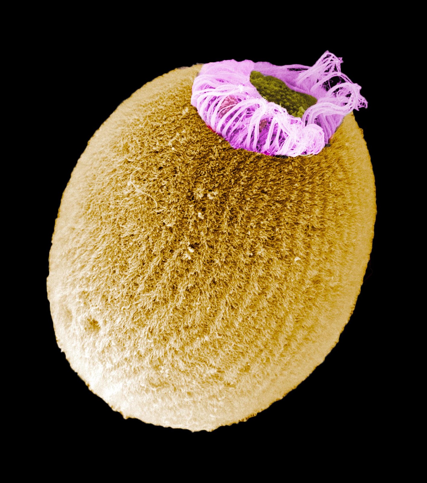 Ciencias de Joseleg: 2 REPRODUCCIÓN Y CICLO DE VIDA DE LAS ESPONJAS