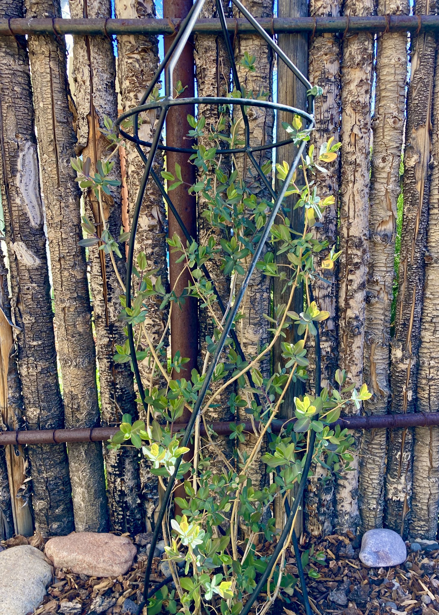 The Plants at Walking Rain: Grape Honeysuckle / Lonicera reticulata