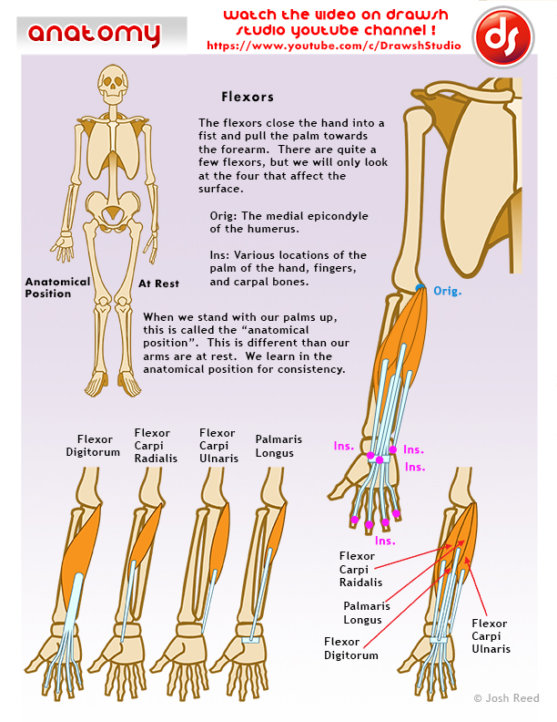 Drawsh: Flexors