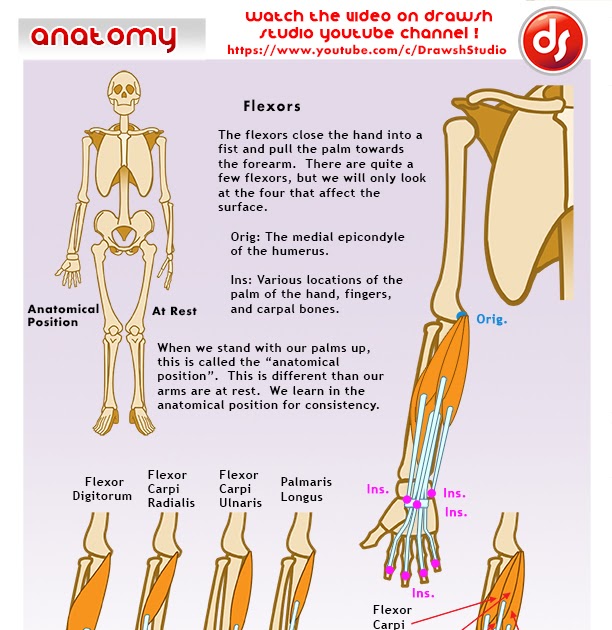 Drawsh: Flexors
