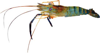 CRISPYUDANG Pusat_Udang_Berkualitas: MACAM-MACAM JENIS UDANG YANG PATUT ...