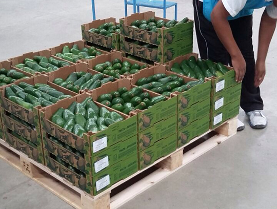 TRANSPORTE GLOBAL- PALTAS A ESPAÑA: PESO Y VOLUMEN