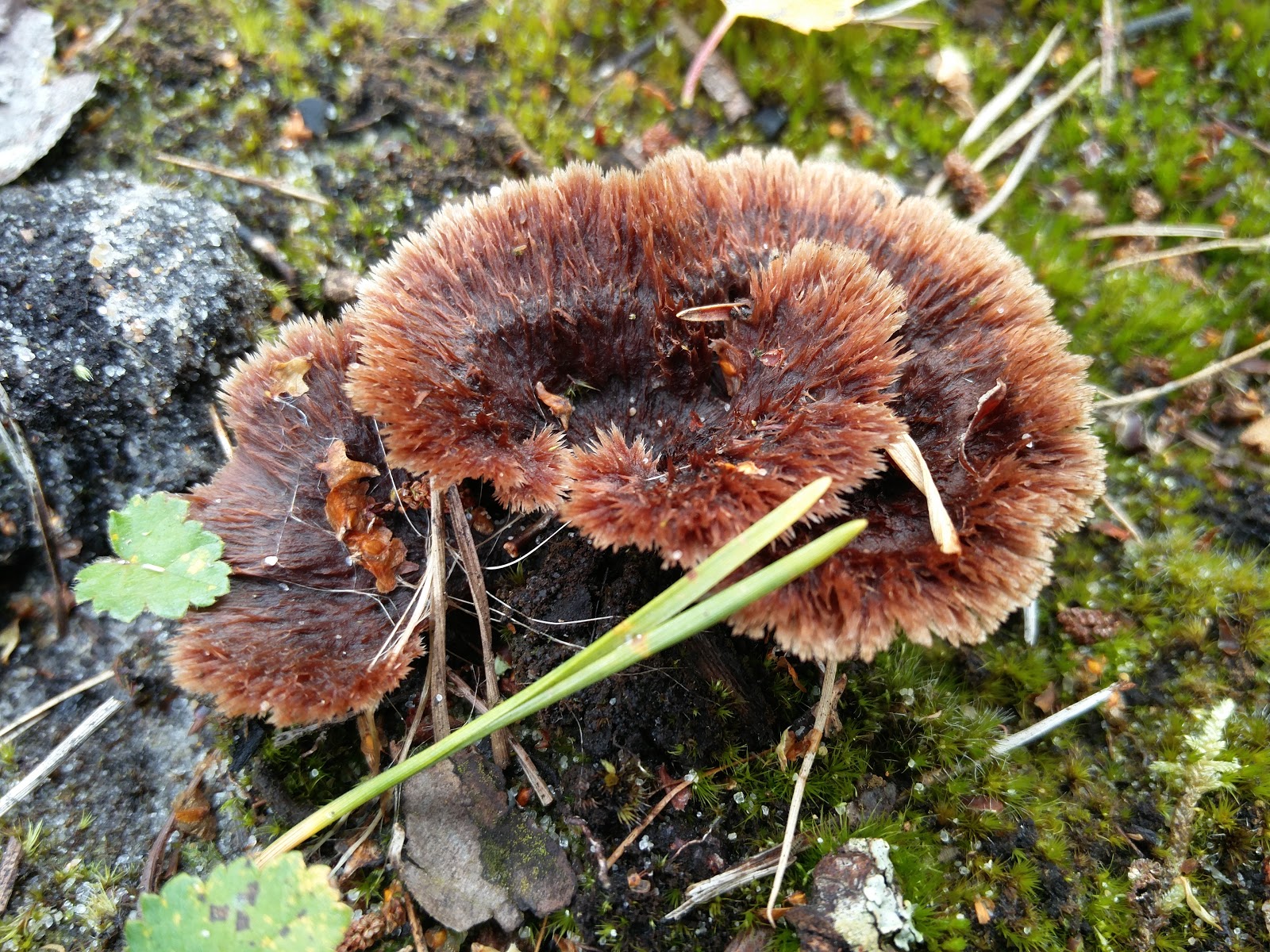 Misidentifying Fungi: Graffham Common Fungus Walk