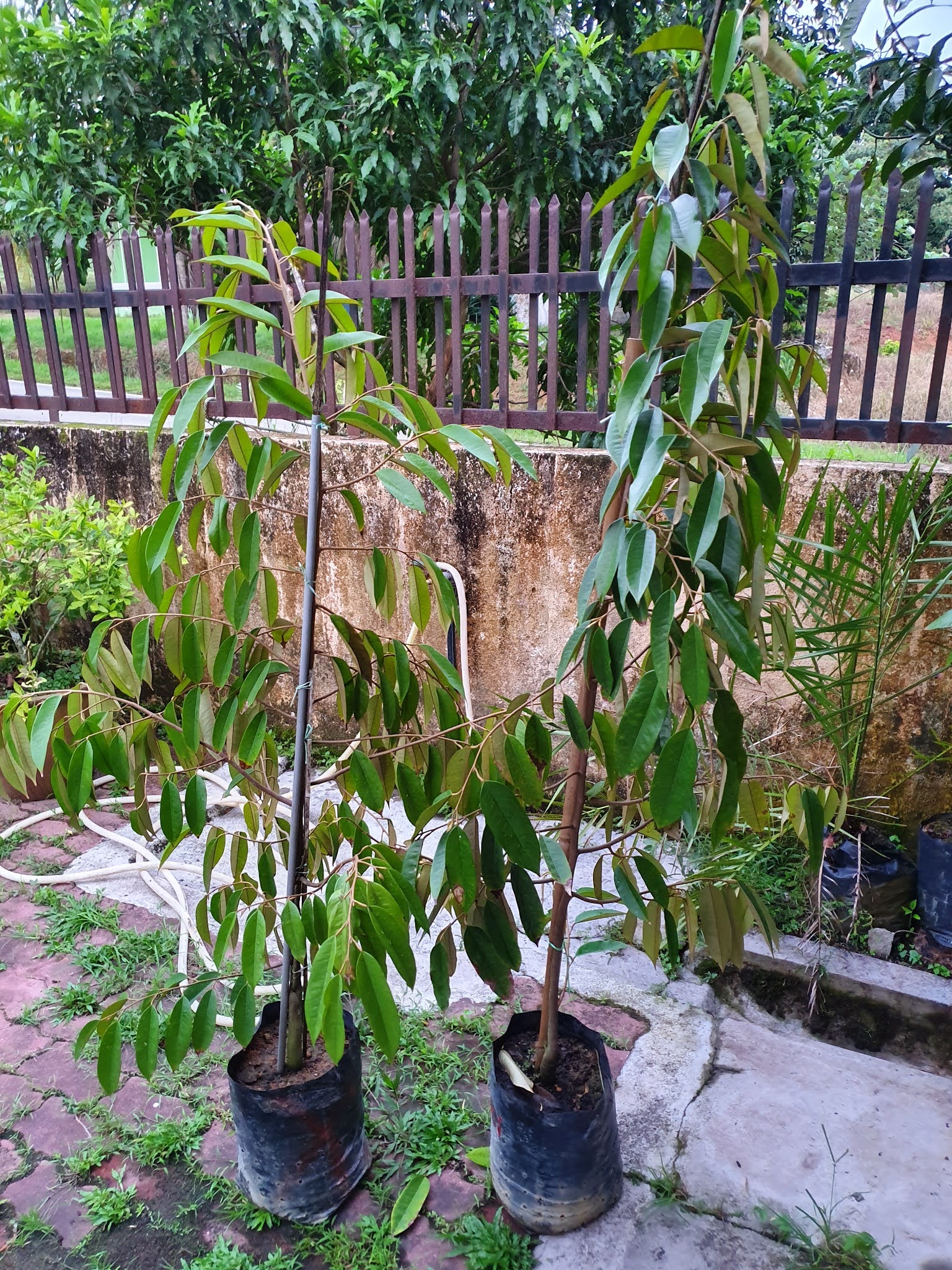 Warisan Petani: Beli Anak Durian Klon