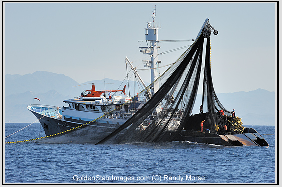 Ocean View Pictures: Tuna Purse Seining