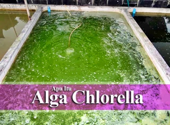 Mengenal Lebih Jauh Manfaat Alga Chlorella - BUDIDAYAKU