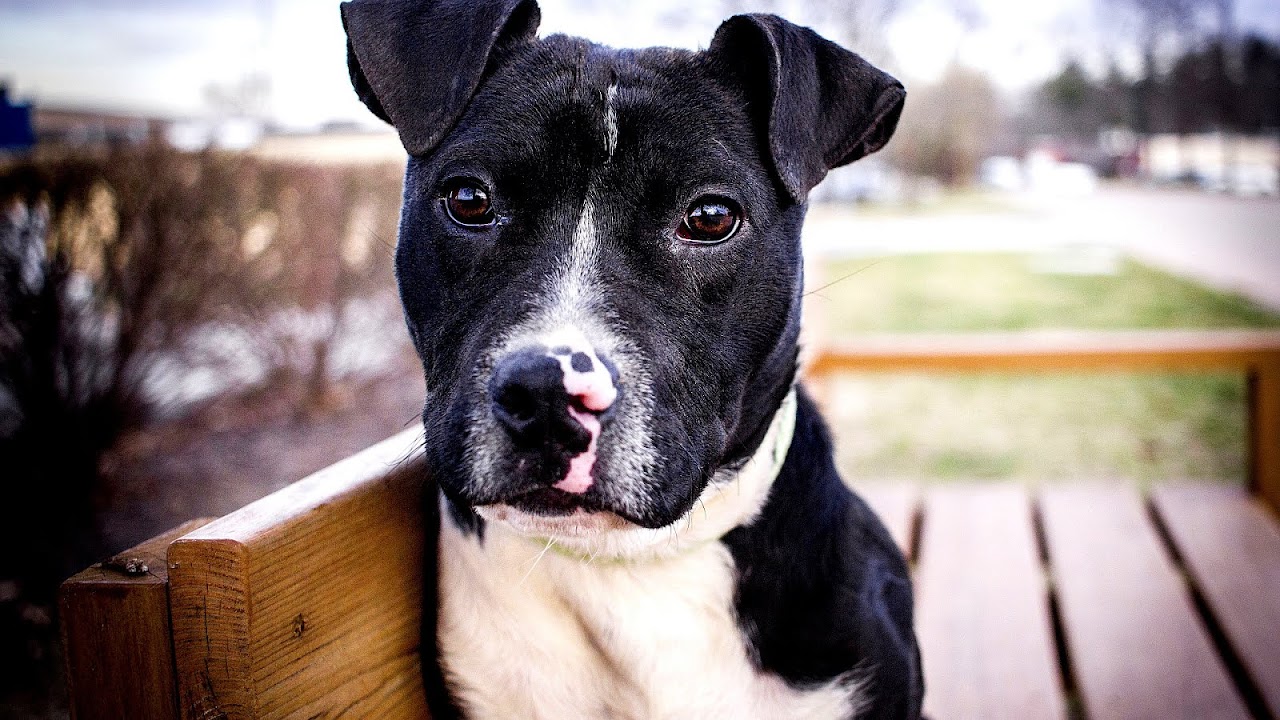 St Louis County Pet Adoption Center Pet Choices st-louis-county-pet-adoption-center-pet-choices
