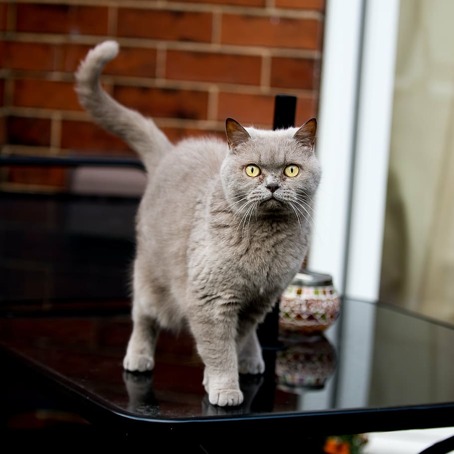 ANIMALS TIME : Persian Cat (Gallery 21)