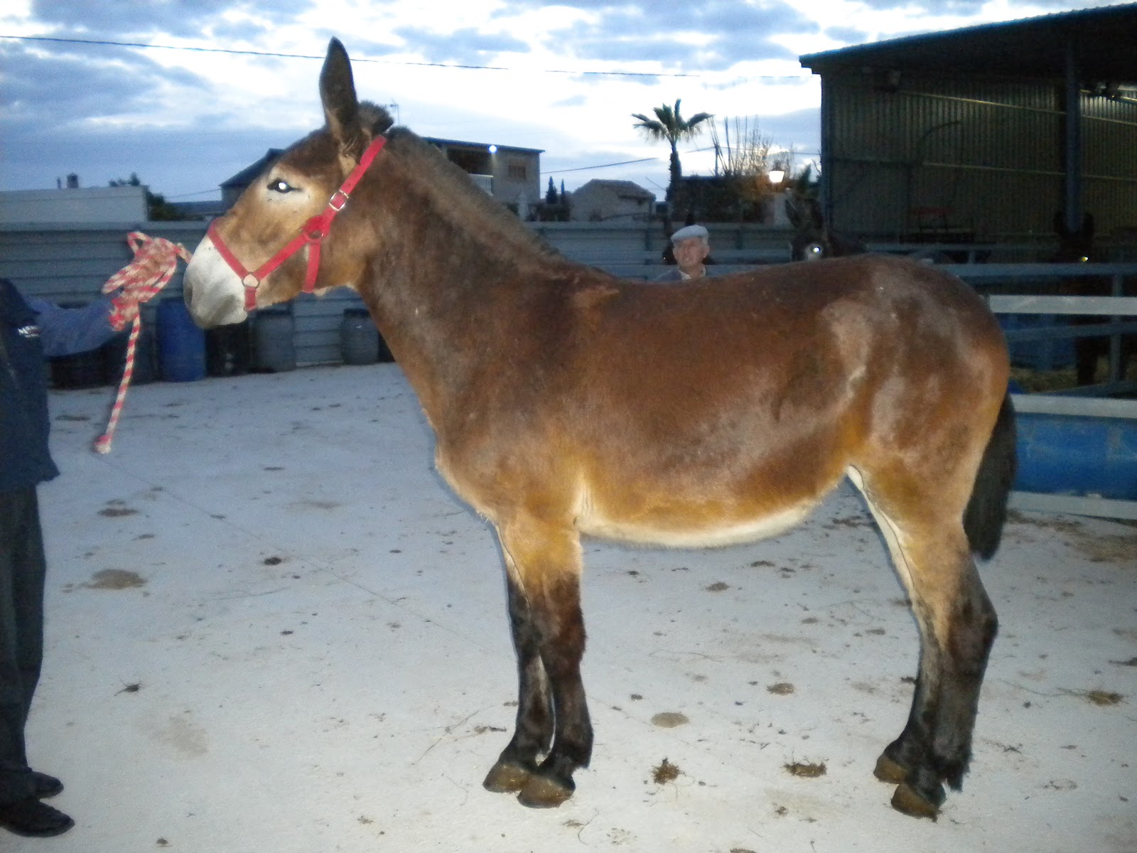 MULAS EN MURCIA: MULA GUAPA