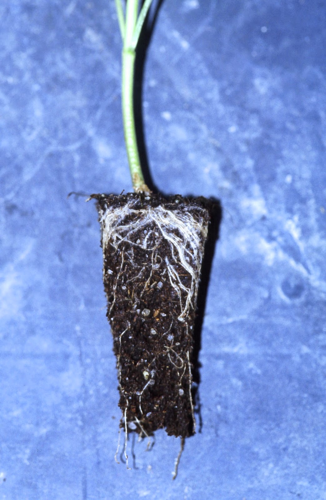 VIVA LA HORTICULTURA: PARA PLANTAR: CEPELLONES Y PICARAZAS