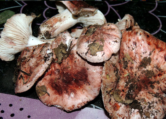 Los Bolets : Carlet o escarlet