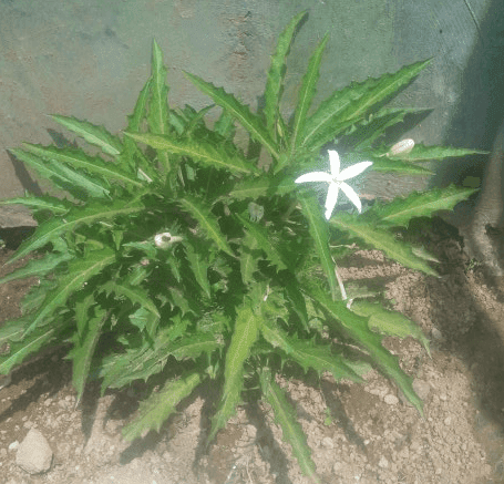 Kembang Korejat dan Khasiatnya