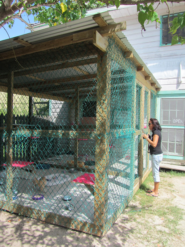 Let The Cats Play! A HUGE Cattery Donated to SAGA and How You Can Help ...