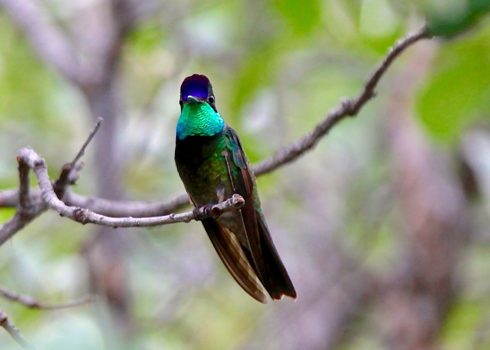 The Azure Gate: Hummingbirds of Arizona: Magnificent (Rivoli's) Hummingbird