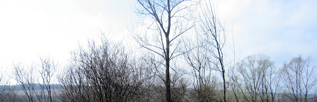 Sparkles of Now: Early Spring Trees