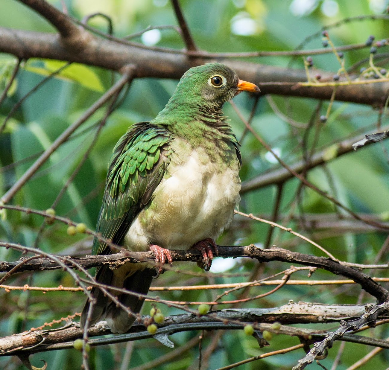 SOUTH EAST ASIA BIRDS - Malaysia birds paradise: Jambu fruit dove ...