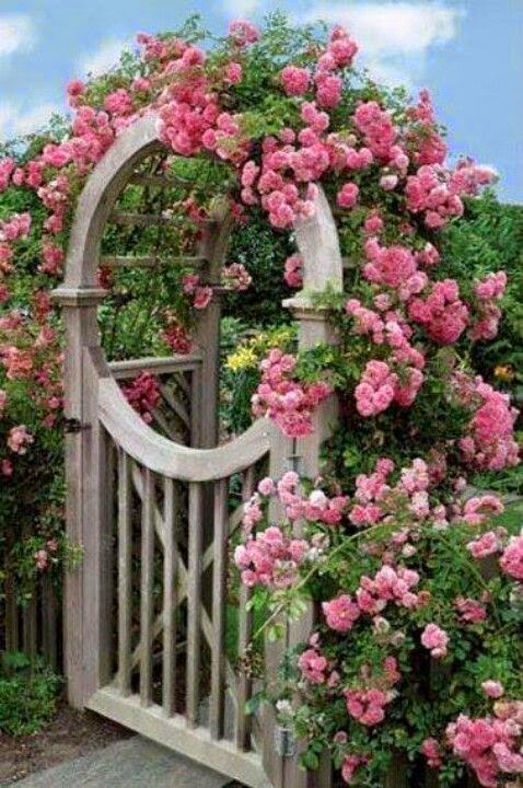 Angela'sBackyardDreams: Rose arch- what a beautiful walkway