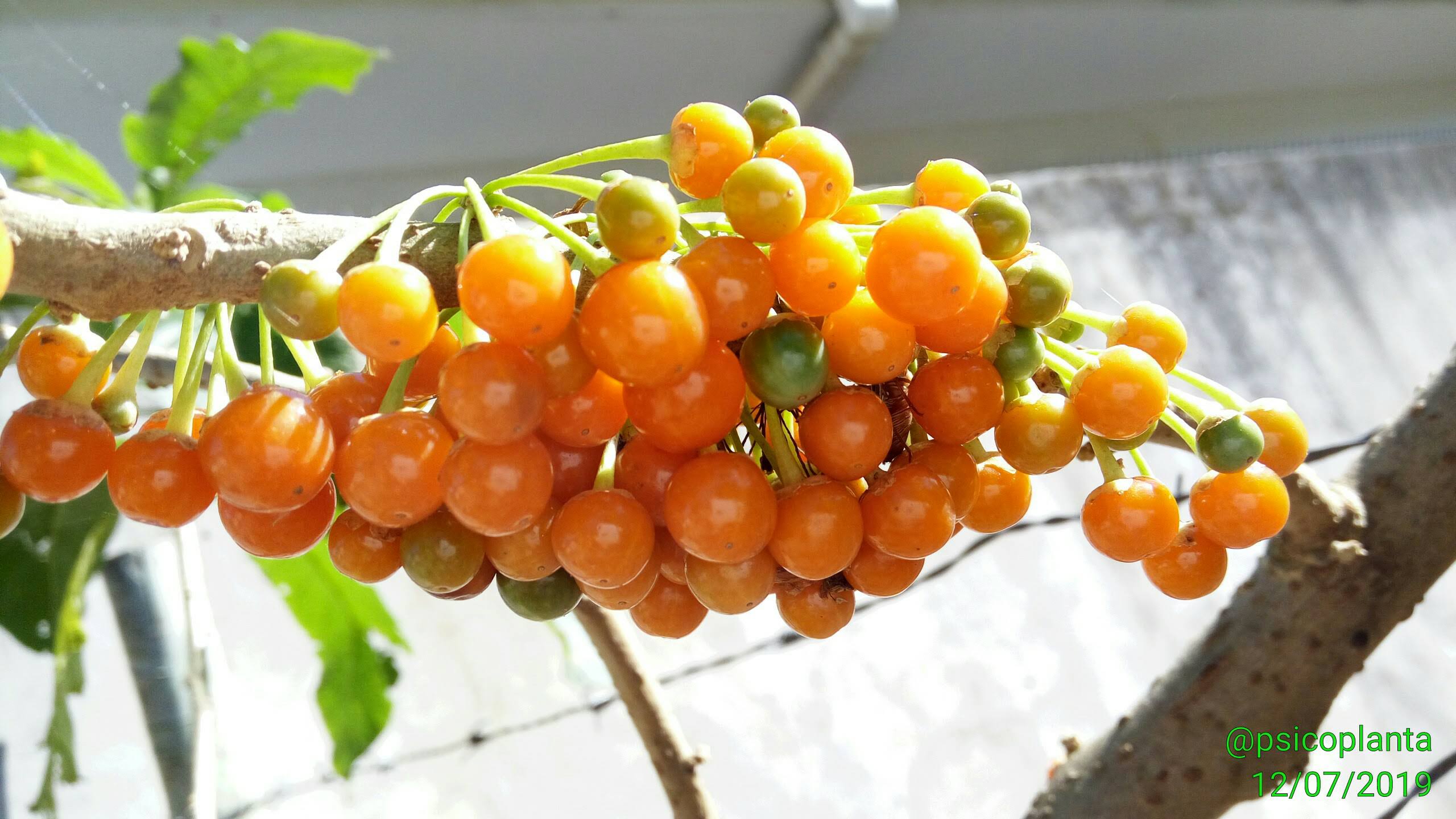 Psicoplanta: Fruta de sabiá. Conhece?