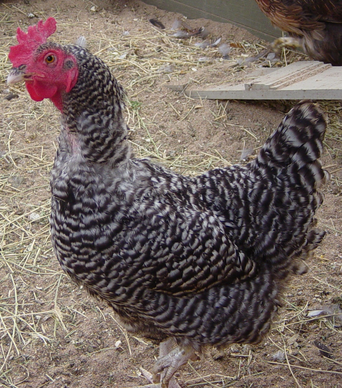 Garden Ally: Meet the Chicks