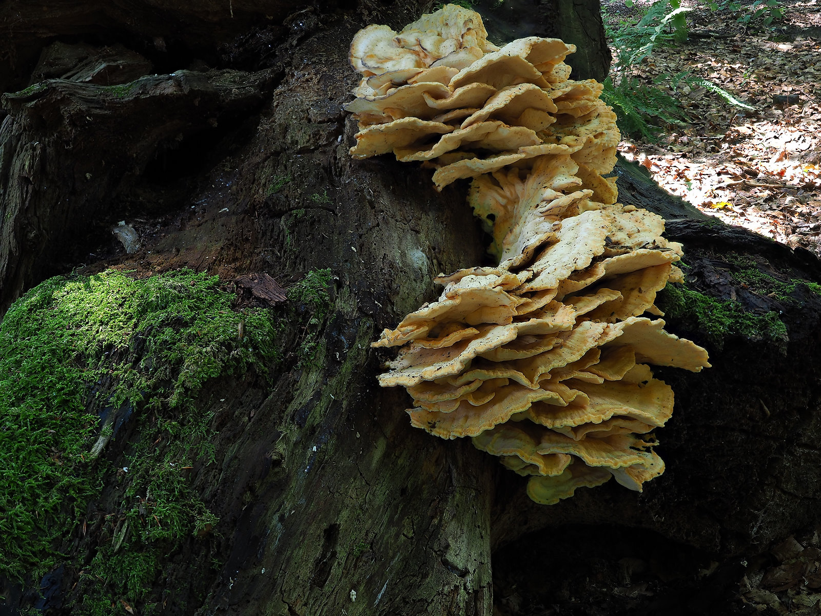 Picofnat: Michael`s Naturfotoblog: Große Baumpilze