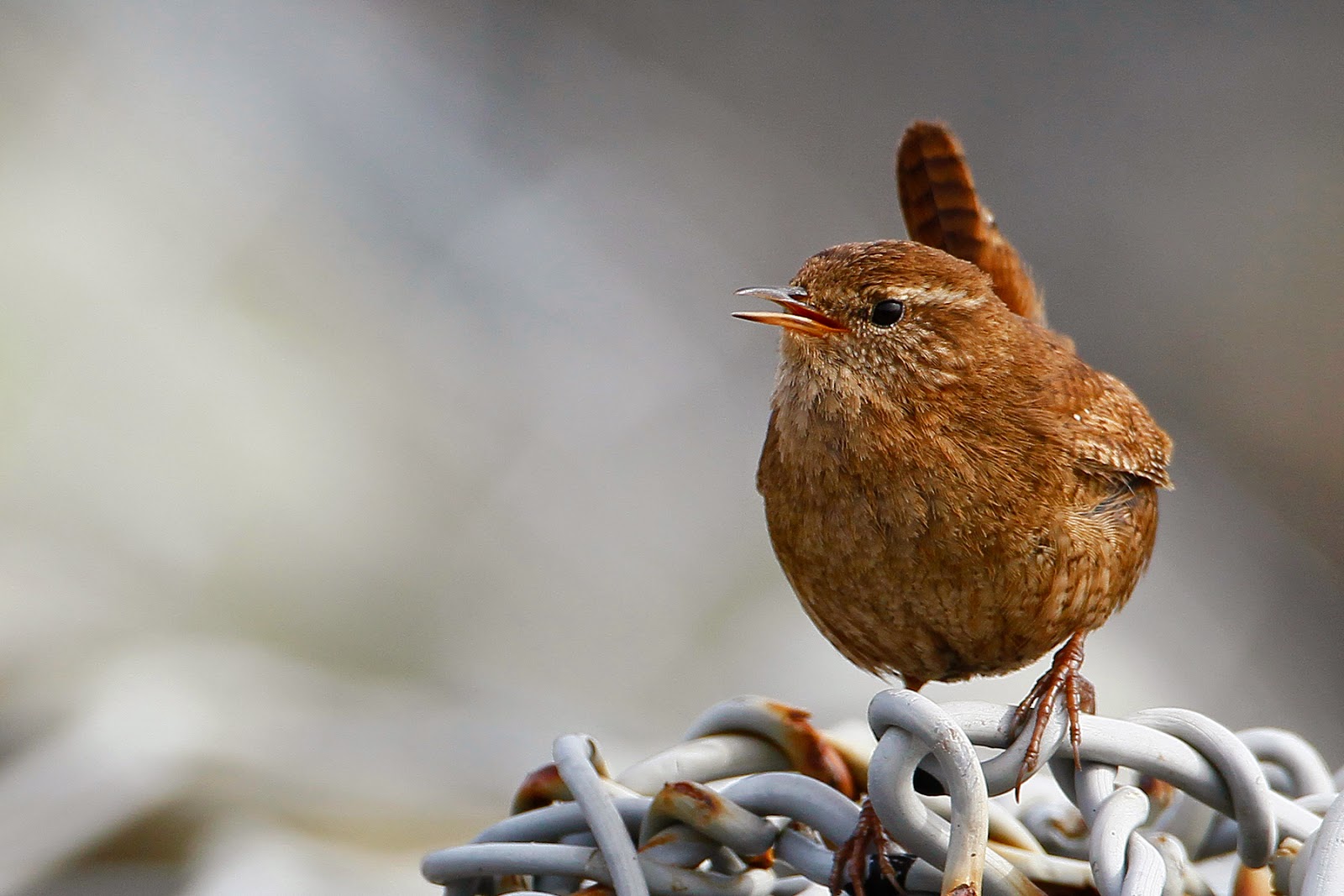 Fair Isle Bird Observatory: the Warden's diary: Meet the Team