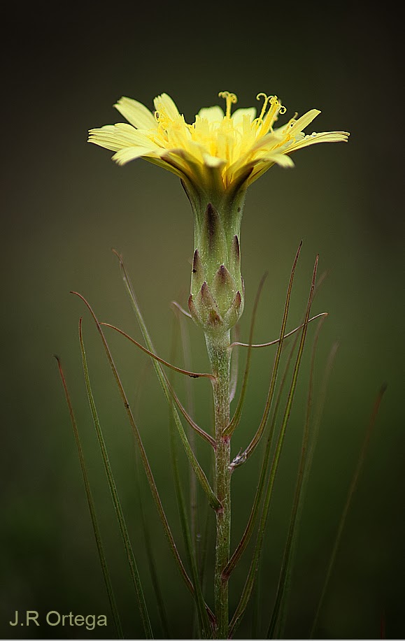 A Ras De Suelo Scorzonera Angustifolia a-ras-de-suelo-scorzonera-angustifolia
