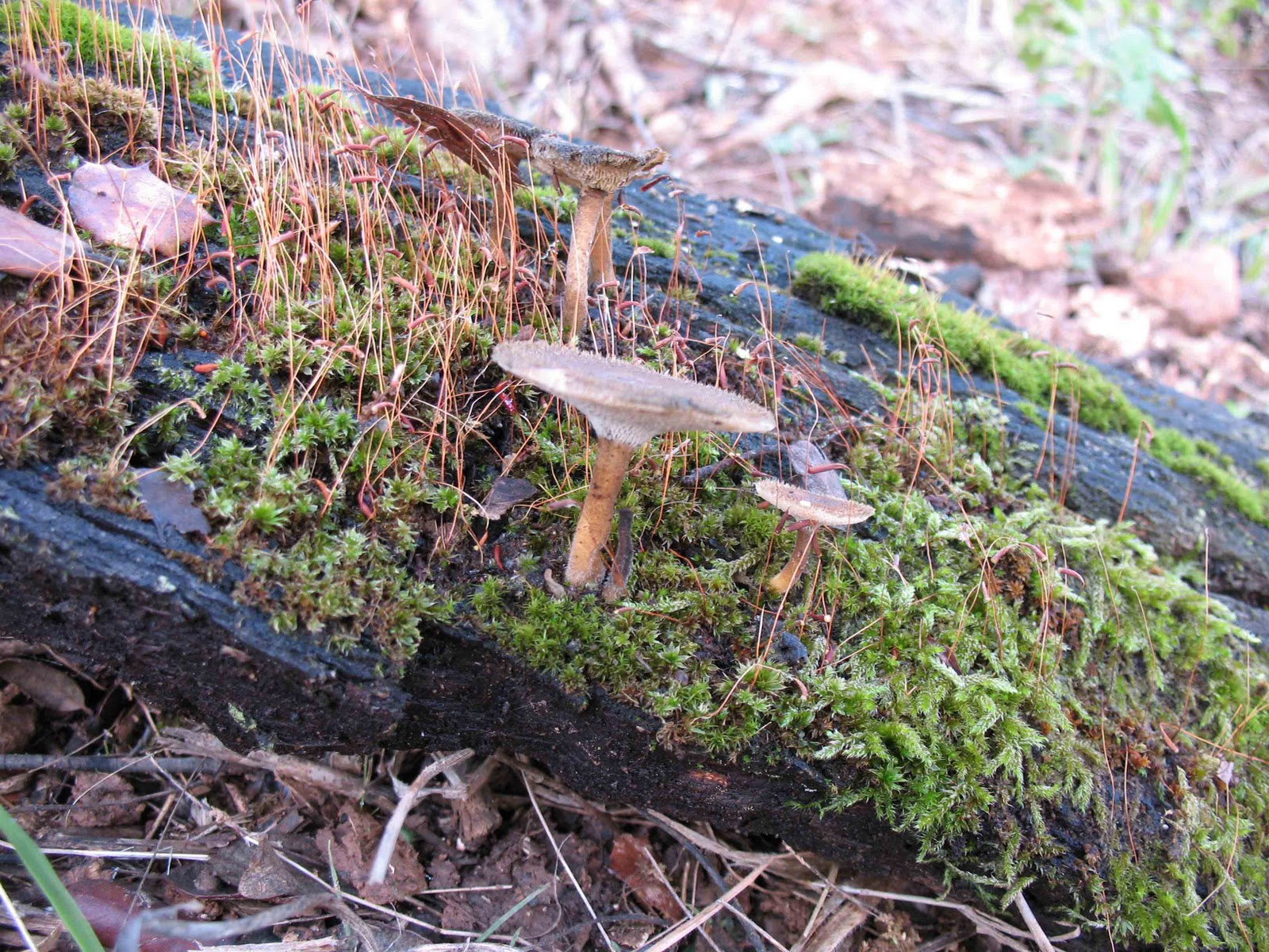 setas y hongos: LETRA P