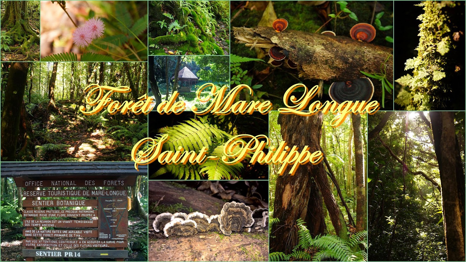 Passionnément: Forêt de Mare Longue Saint-Philippe
