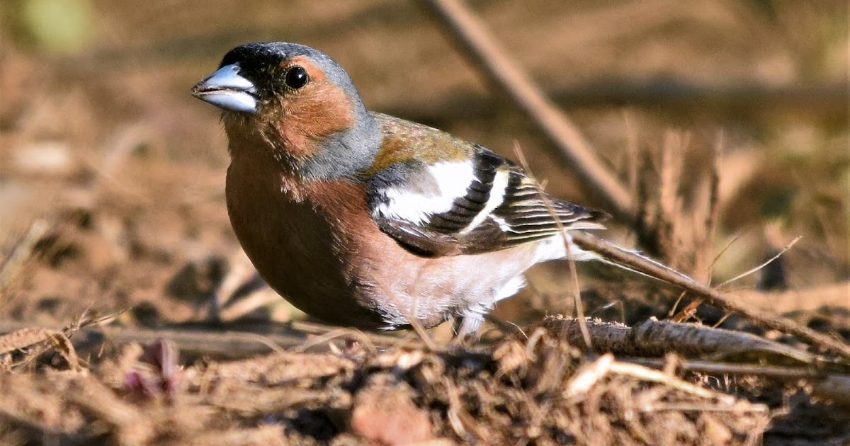 Imagens da vida animal: Por terras da Beira (VI): Tentilhão-comum ...