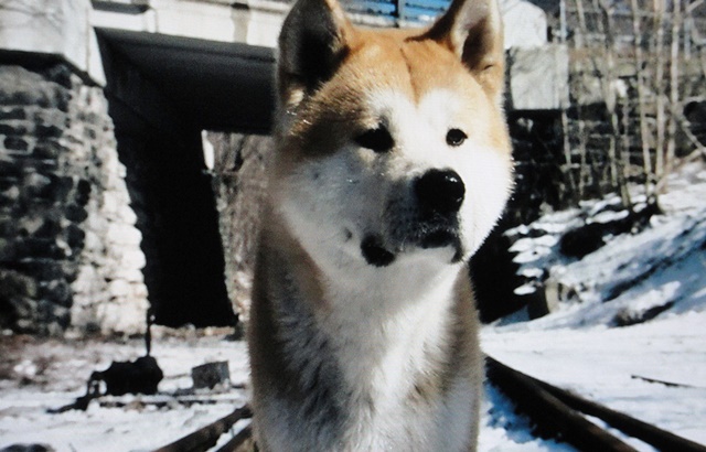 MUSINGS OF A SCI-FI FANATIC: Hachi: A Dog's Tale