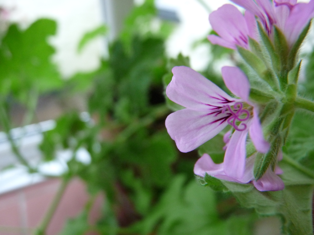 Living the Reasonably Good Life: Make your own herbal teas