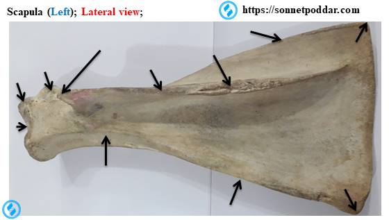 Anatomy of Scapula of Goat (Identification) - Veterinary Anantomy