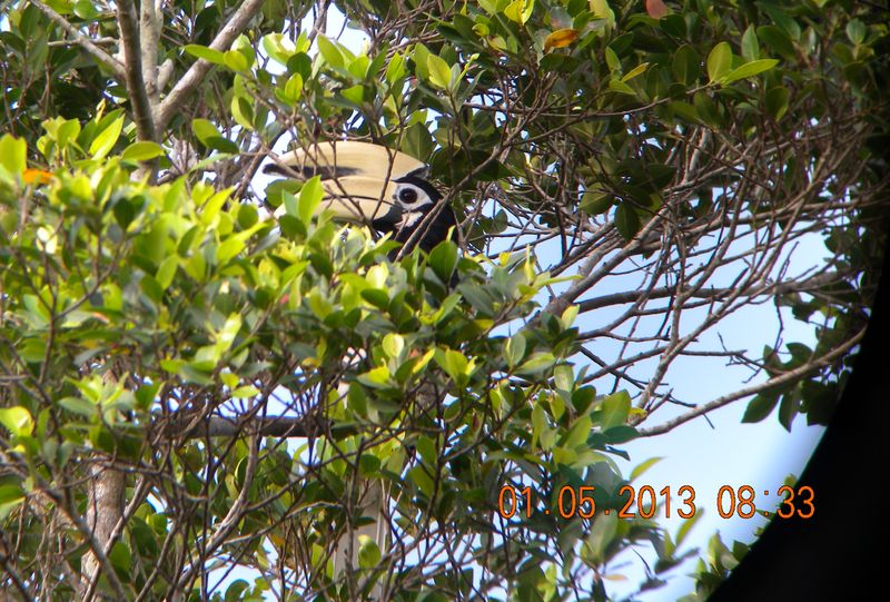 Birdwatching In Miri, Sarawak: Bird Watching at Piasau camp Miri