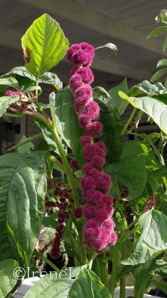 Blomster-tips: Amaranträvsvans "Dreadlocks", Amaranthus caudatus