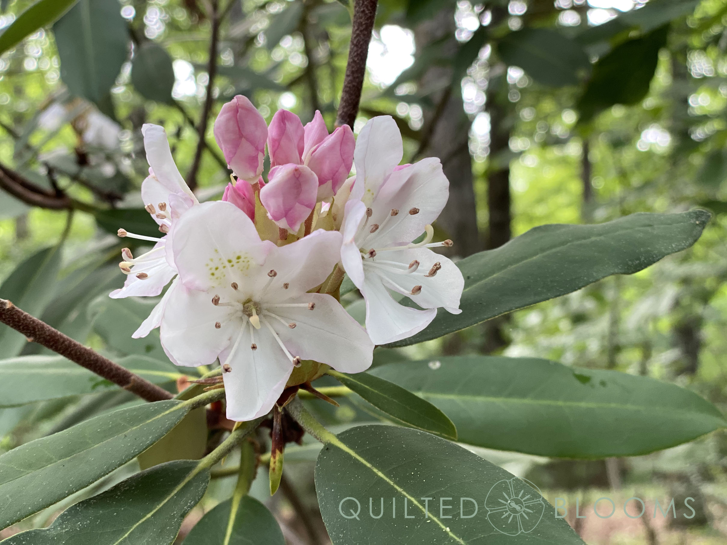 Quilted Blooms: In Bloom #12 + Rescued Rhododendron