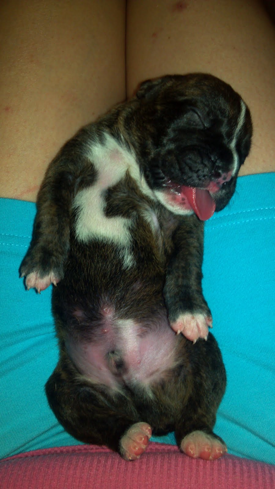 BoxerVille: Boxers at 1 week