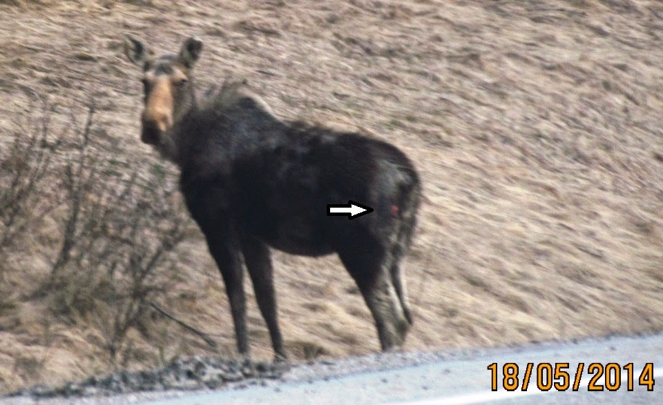 Bow Narrows Camp Blog on Red Lake Ontario: This moose was bit by a wolf!