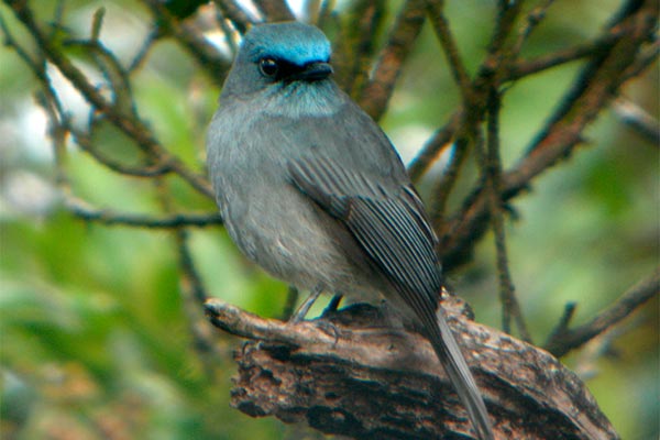 Nature Walks: Deep Into The Forest