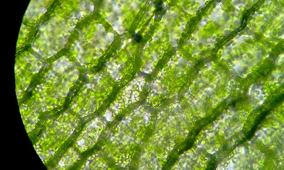 Biology 230 Laboratory Pictures